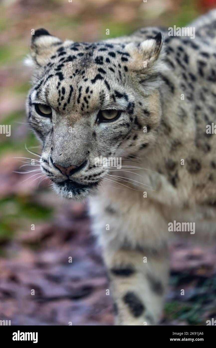 The snow leopard (Panthera uncia Stock Photo - Alamy