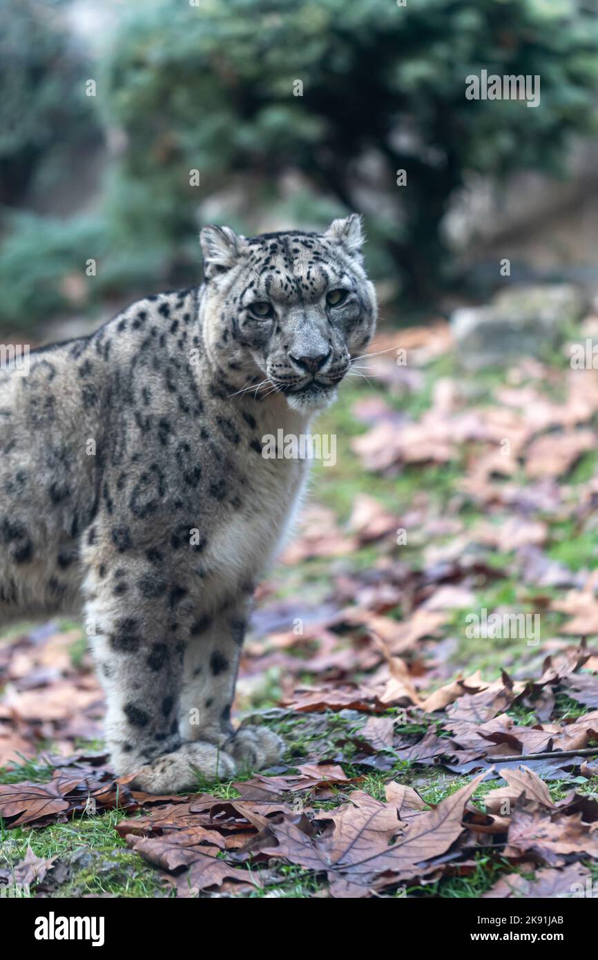 The snow leopard (Panthera uncia Stock Photo - Alamy