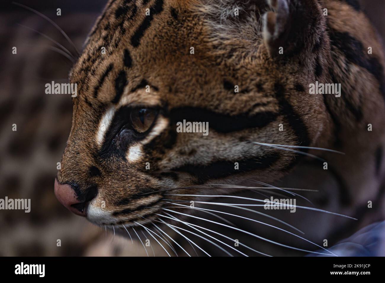 Ocelot head hi-res stock photography and images - Alamy