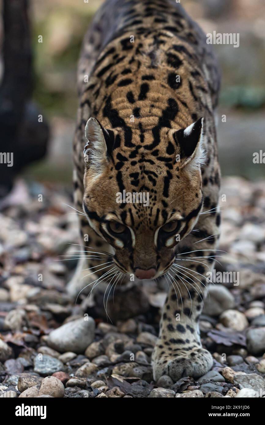 Jaguar footprint hi-res stock photography and images - Alamy