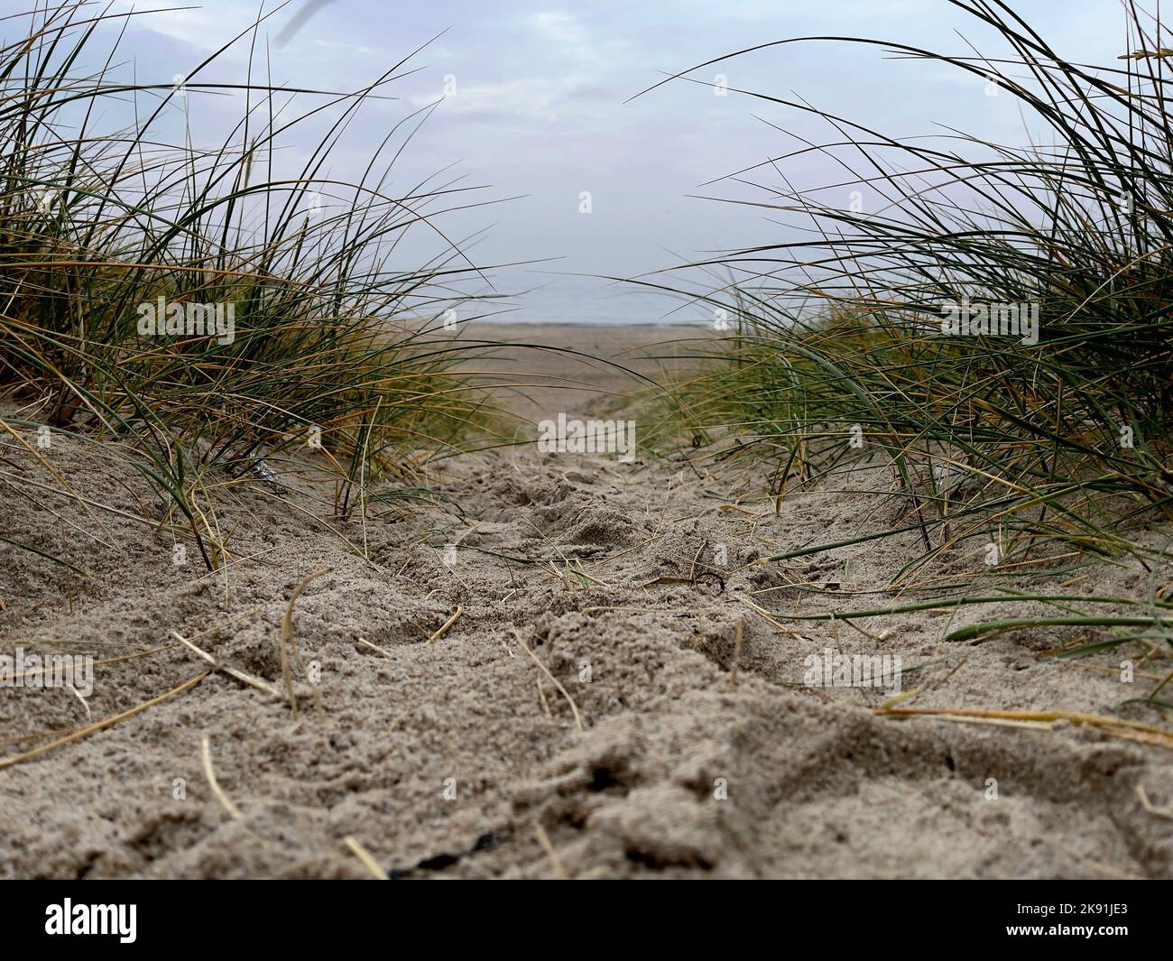 A low-angle closeup of a sandy path with grass on the two sides in ...