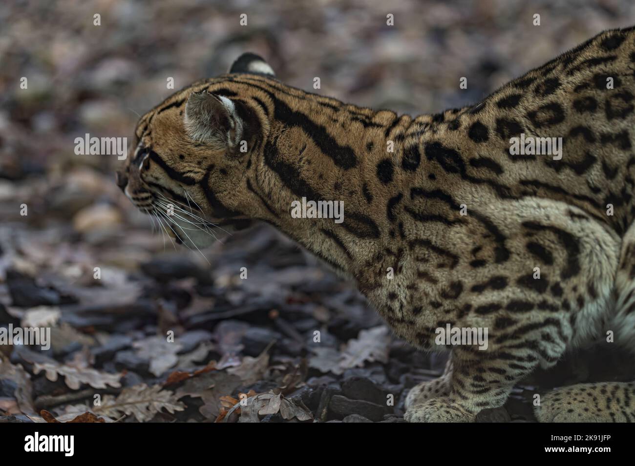 portrait of ocelot Stock Photo - Alamy