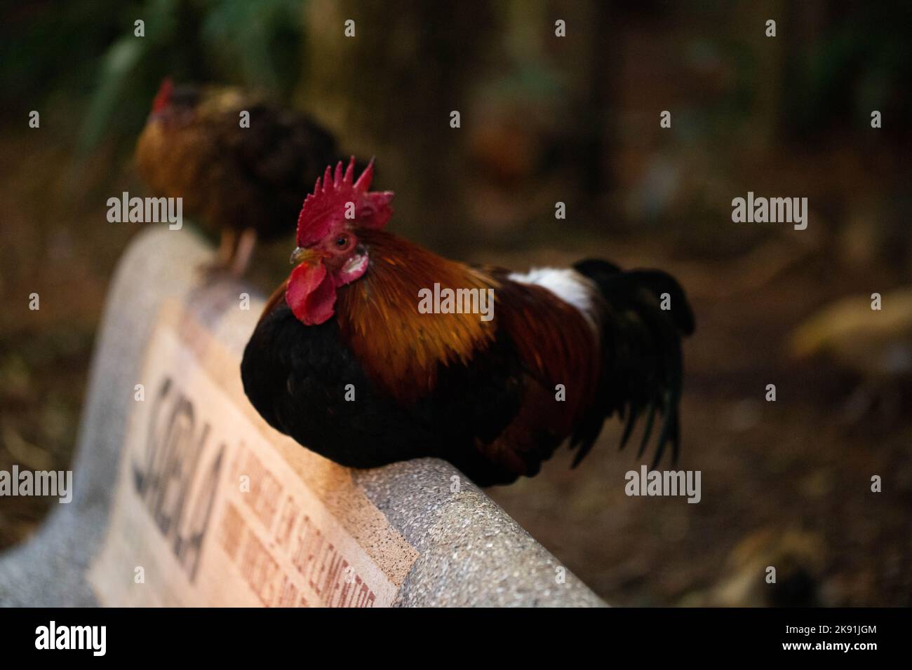 A hen and rooster in the farmland Stock Photo - Alamy