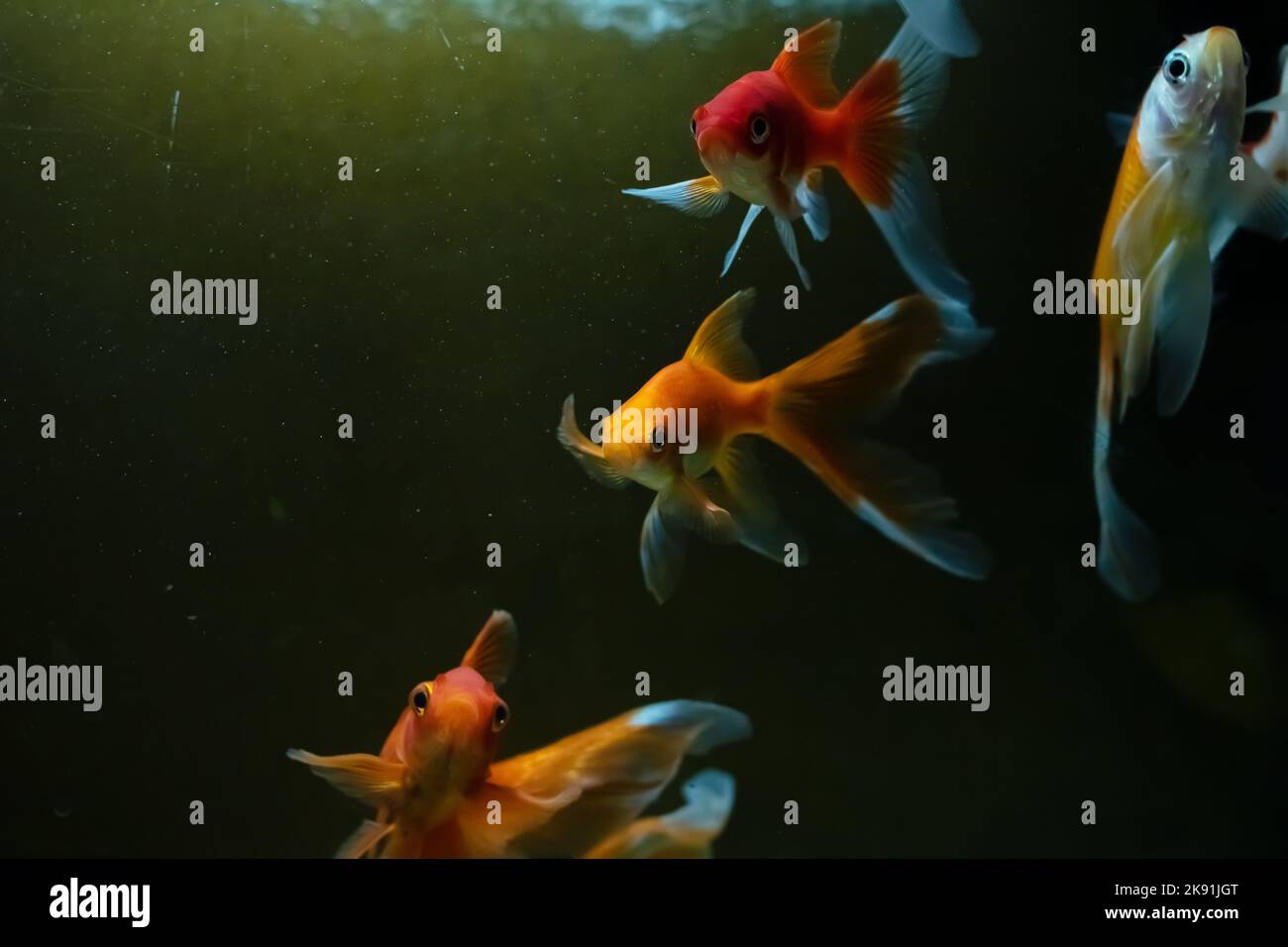 Two goldfish swim in dark water close up Stock Photo - Alamy