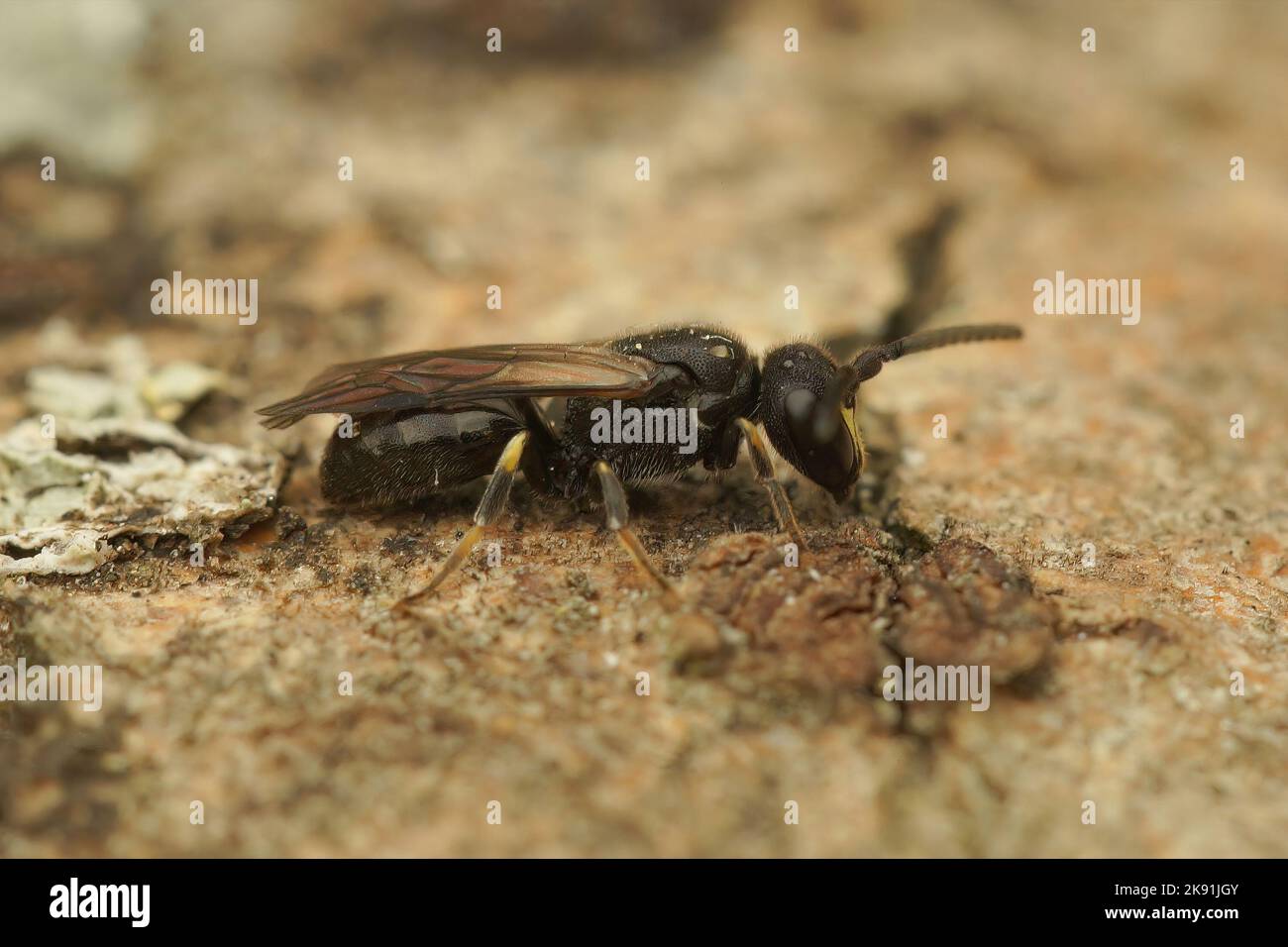 Hylaeus hylaeus communis hi-res stock photography and images - Alamy