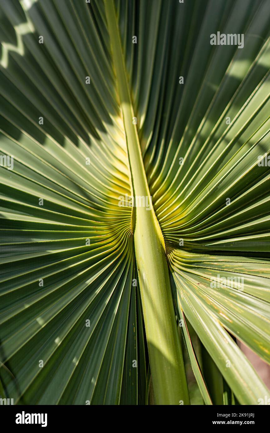 A closeup of a palm frond Stock Photo - Alamy