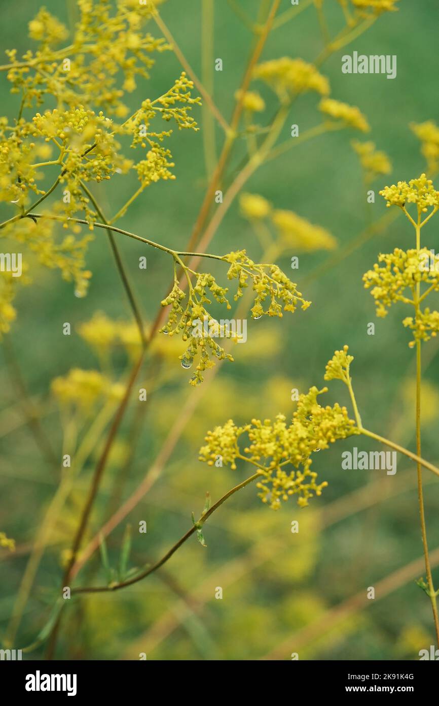 Golden lace, patrinia scabiosifolia hi-res stock photography and images ...