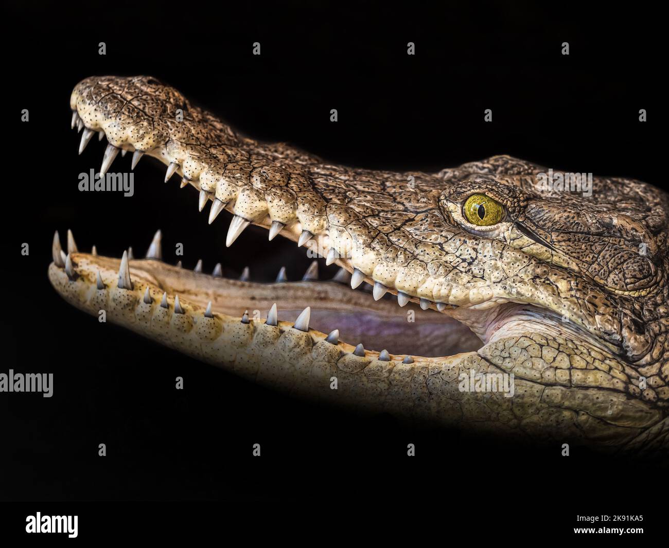 Portrait big crocodile hi-res stock photography and images - Alamy