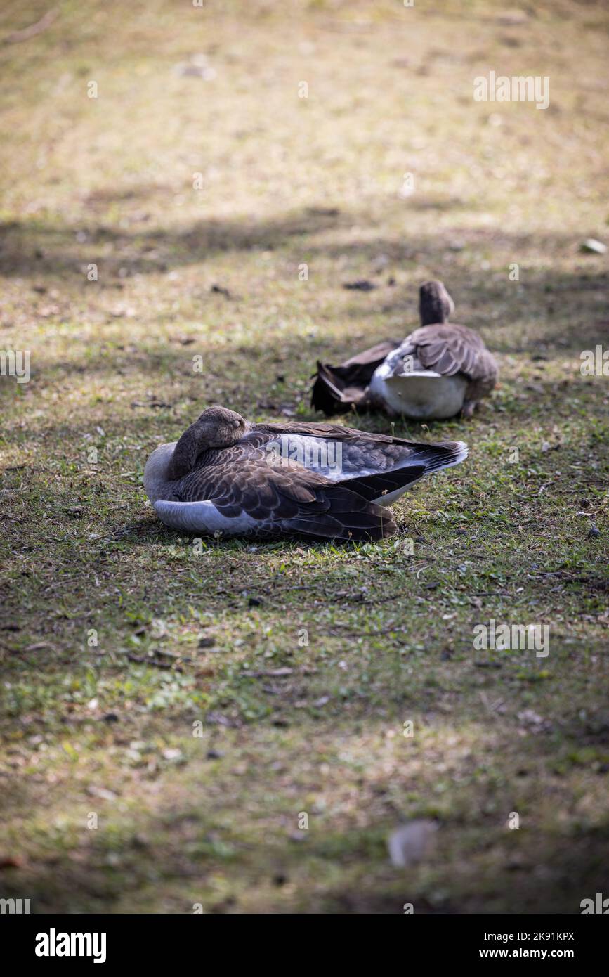 Sleeping goose hi-res stock photography and images - Alamy