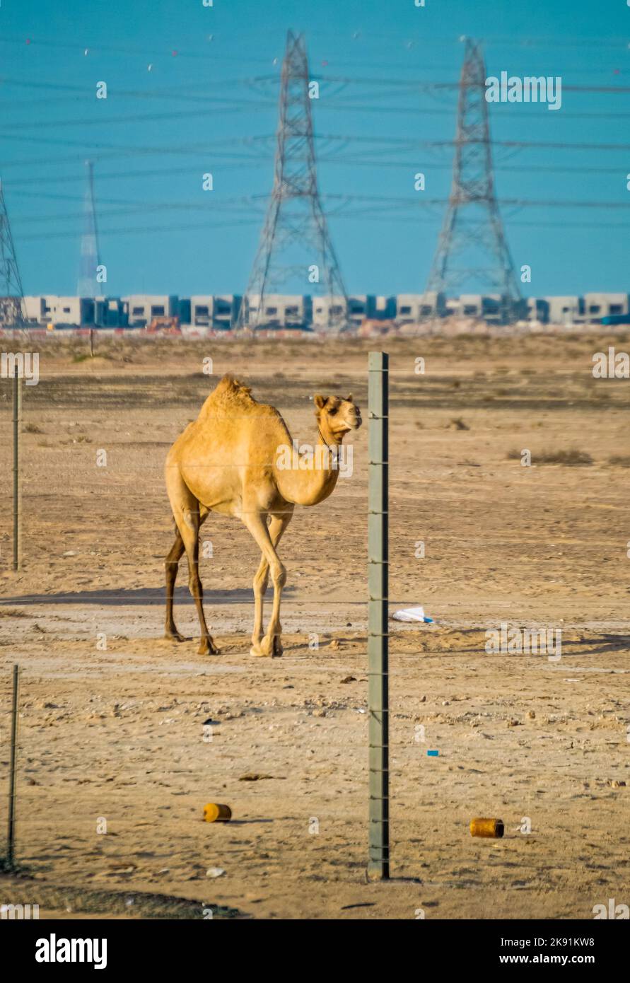 A vertical shot of a camel in a desert on the background of ...