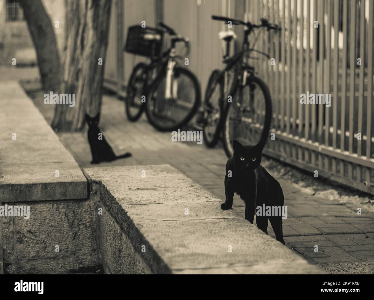 A closeup of a black cat looking at the cameraman on the streets in ...