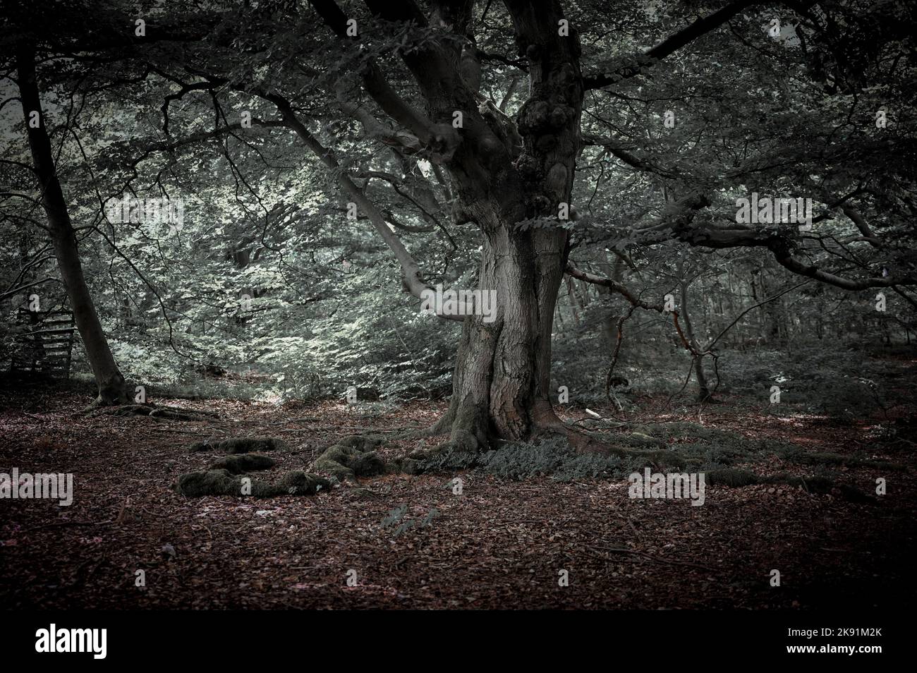 In the silver mystical fairytale forest Stock Photo - Alamy