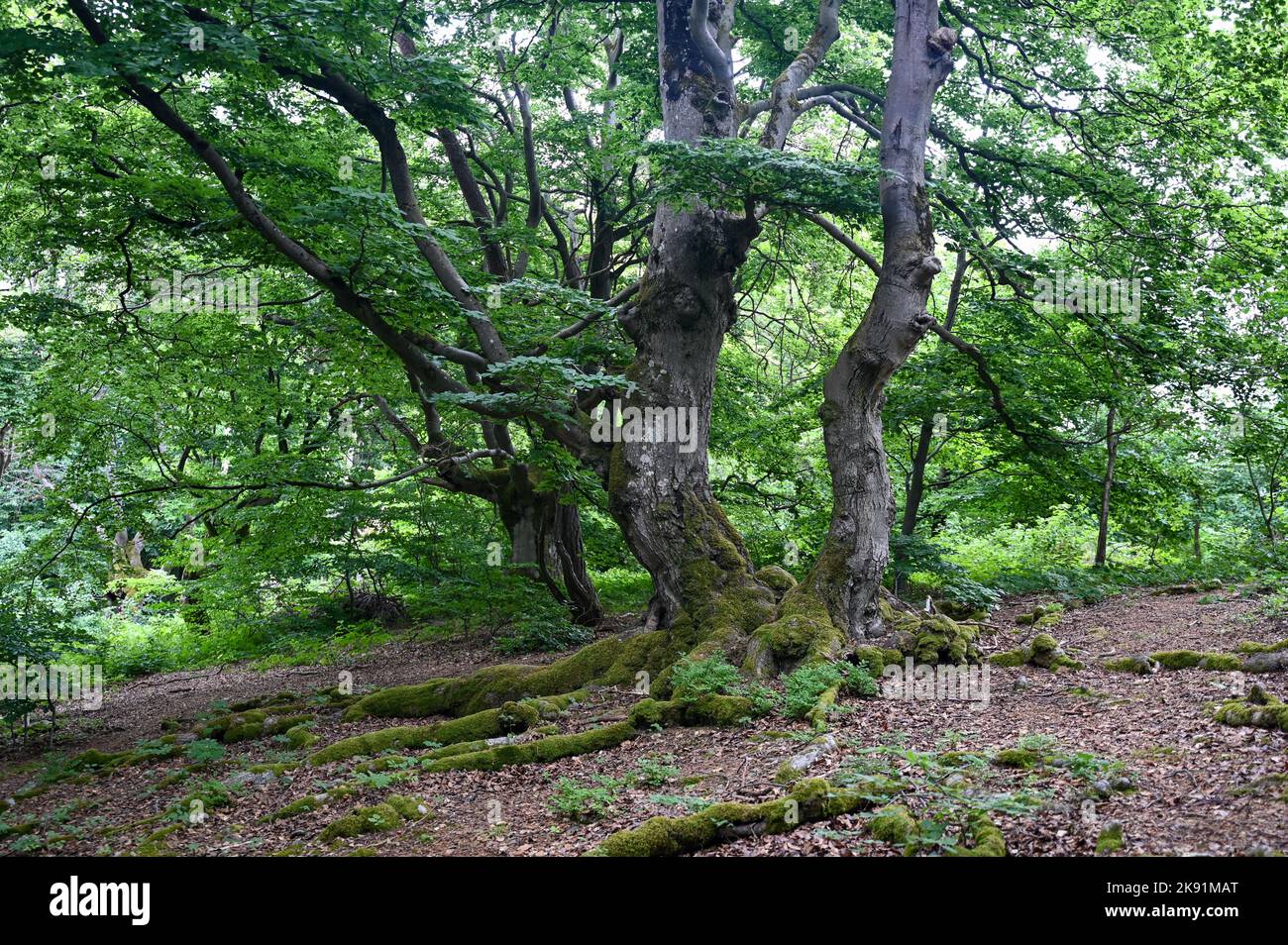 Old gnarled trees with moss-covered roots in the Hutewald Halloh near ...