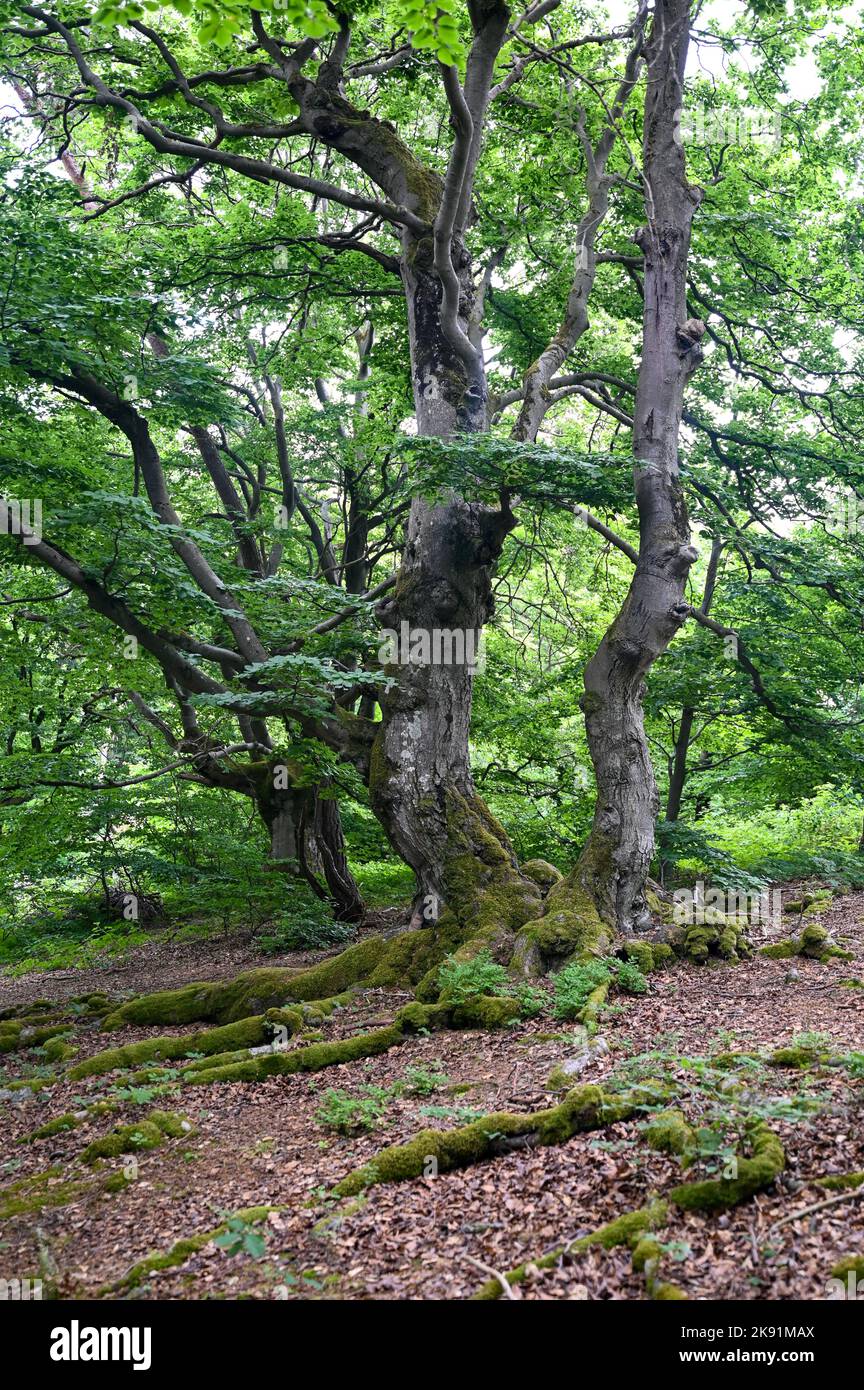 Old gnarled trees with moss-covered roots in the Hutewald Halloh near ...