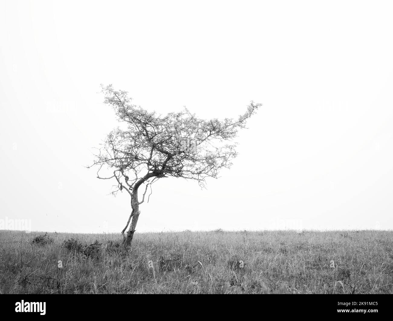 A beautiful greyscale landscape of a small single tree in a dry field ...