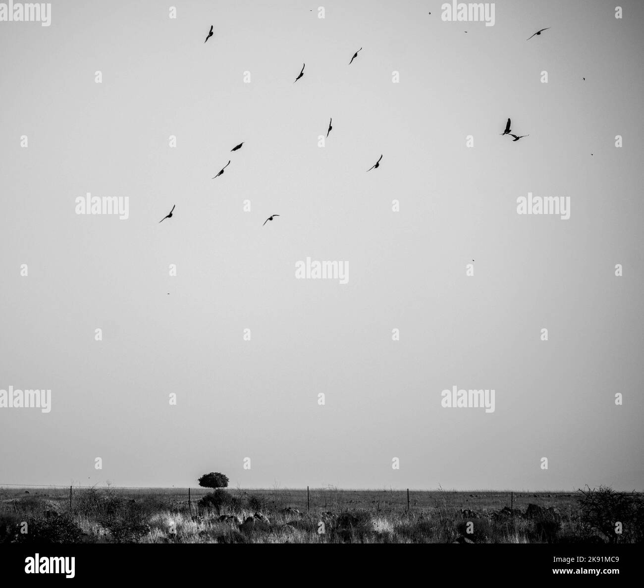 A beautiful greyscale of a flock of birds flying above a field Stock ...