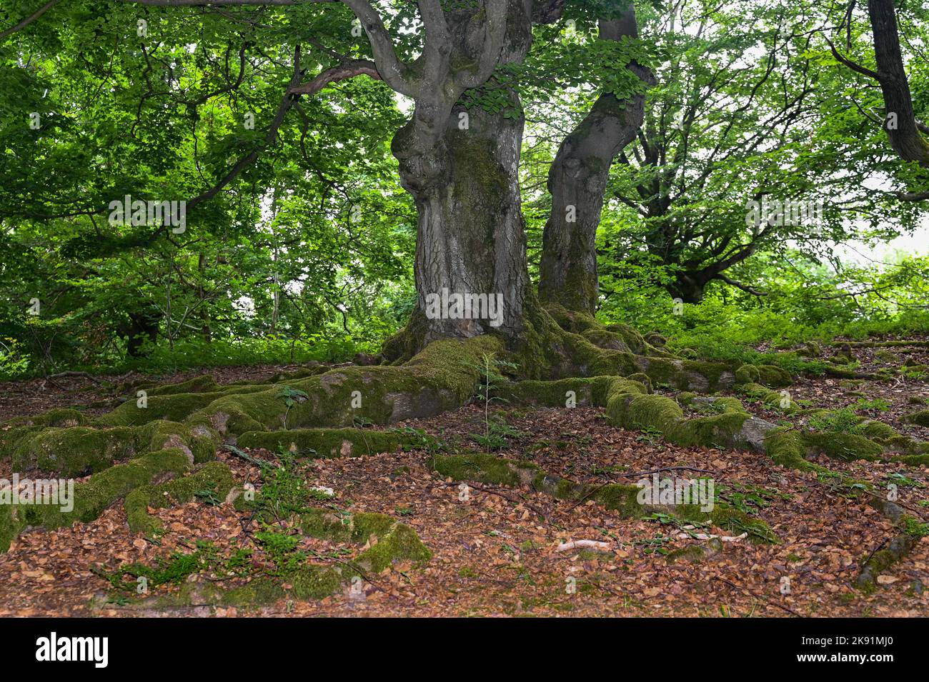 Roots overgrown with moss of a beech ( Fagus sylvatica ), in the ...