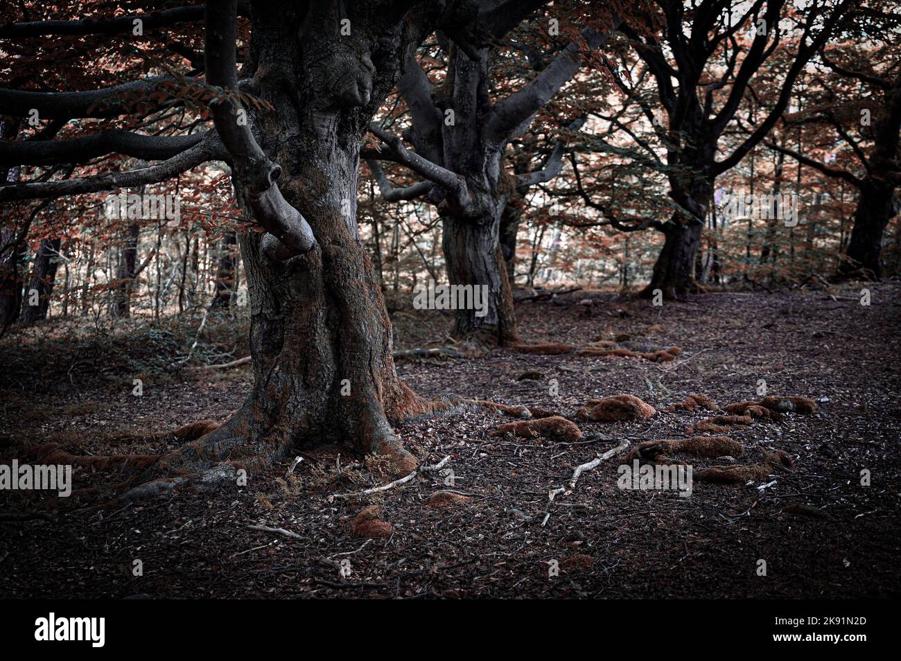 Mystical forest old trees hi-res stock photography and images - Alamy