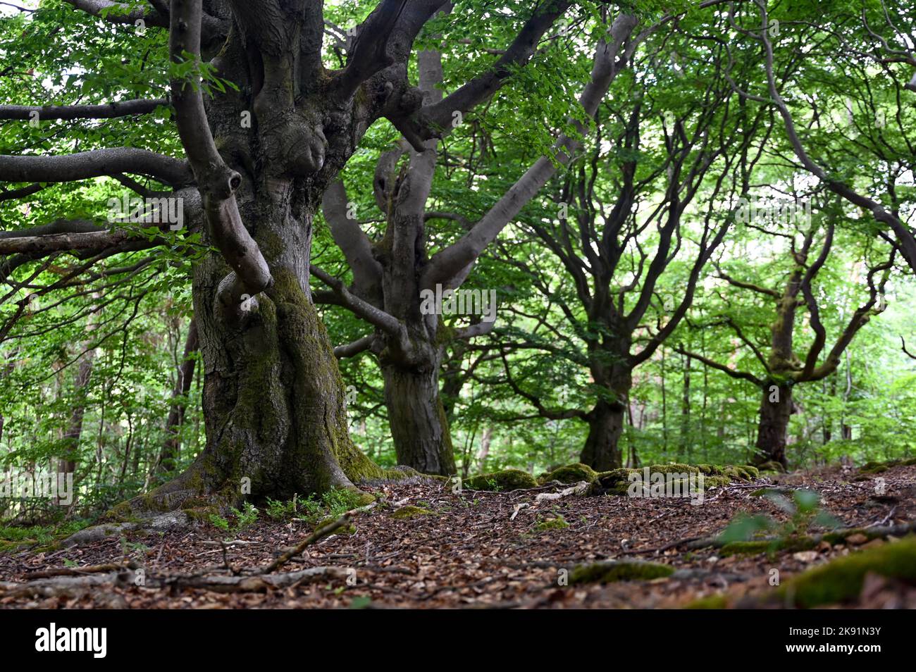 Old gnarled trees in the Hutewald Halloh, near the Kellerwald-Edersee ...