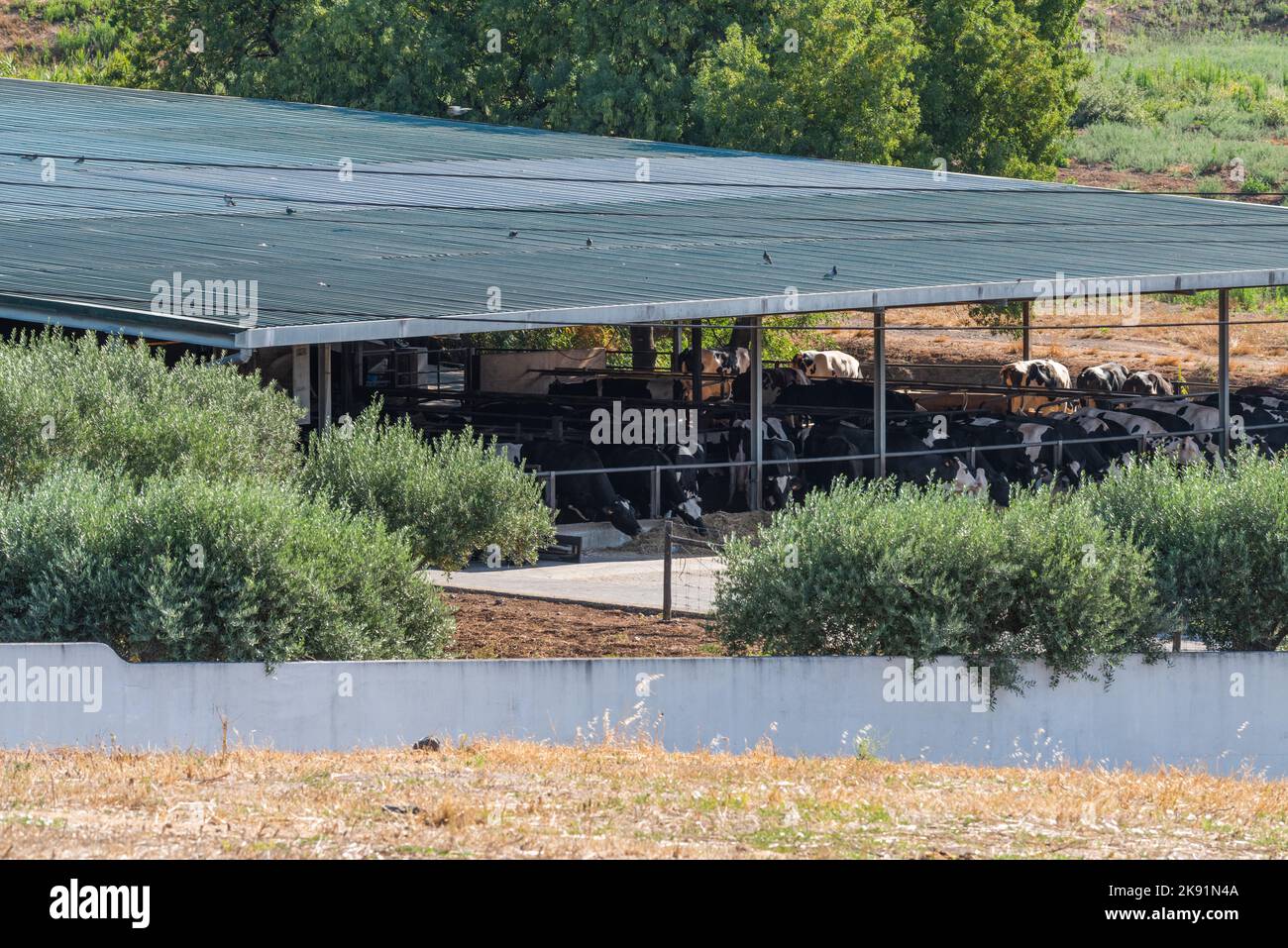 A stable full of cattle on a dairy farm Stock Photo - Alamy