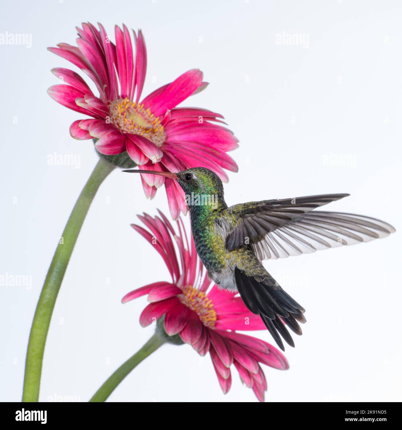 An illustration of a pretty small hummingbird with pink flowers on the ...