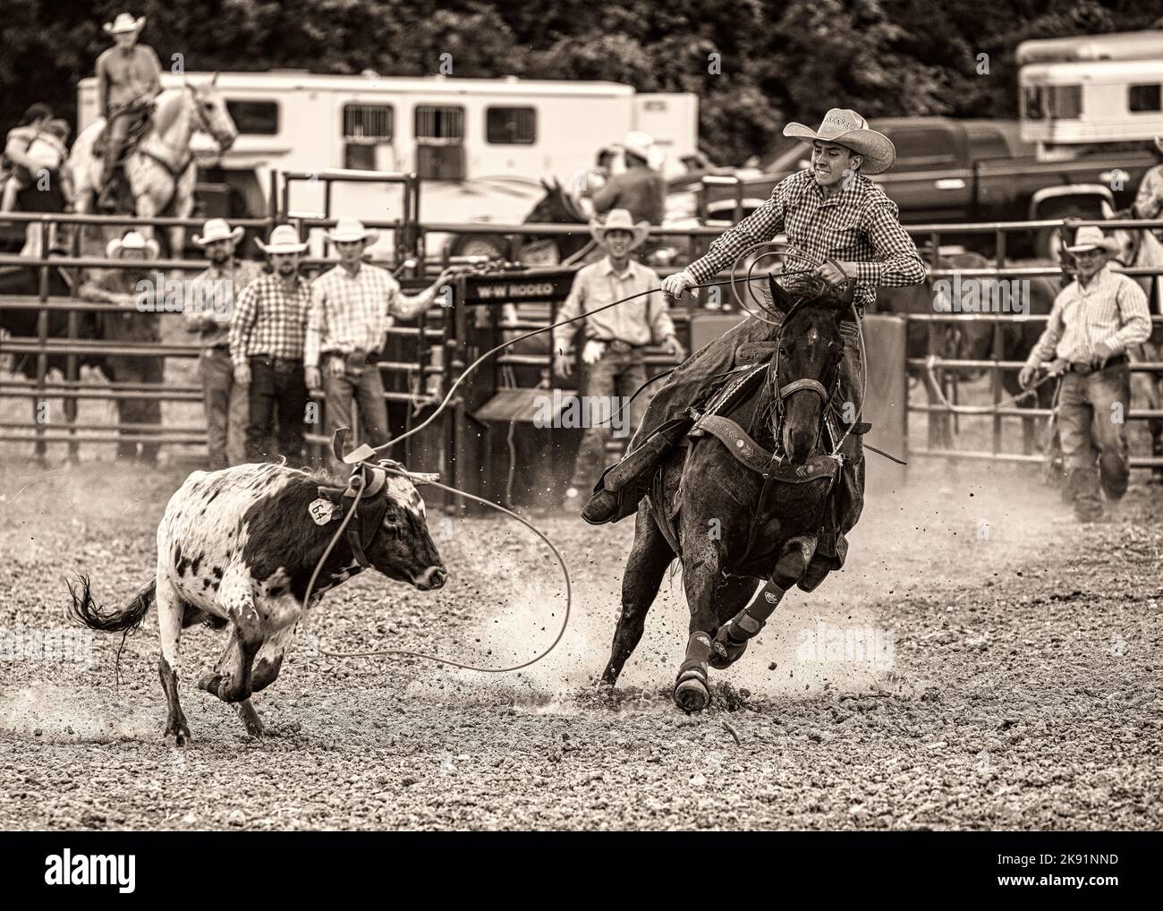 A grayscale shot of a cowboy calf roping at the Wyandotte County Kansas ...