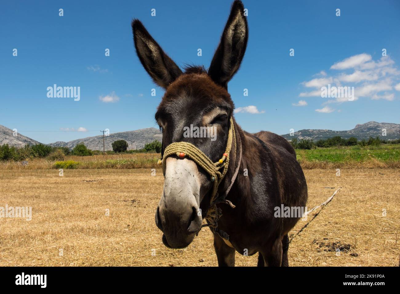 Lonely donkey in Crete, Greece Stock Photo - Alamy