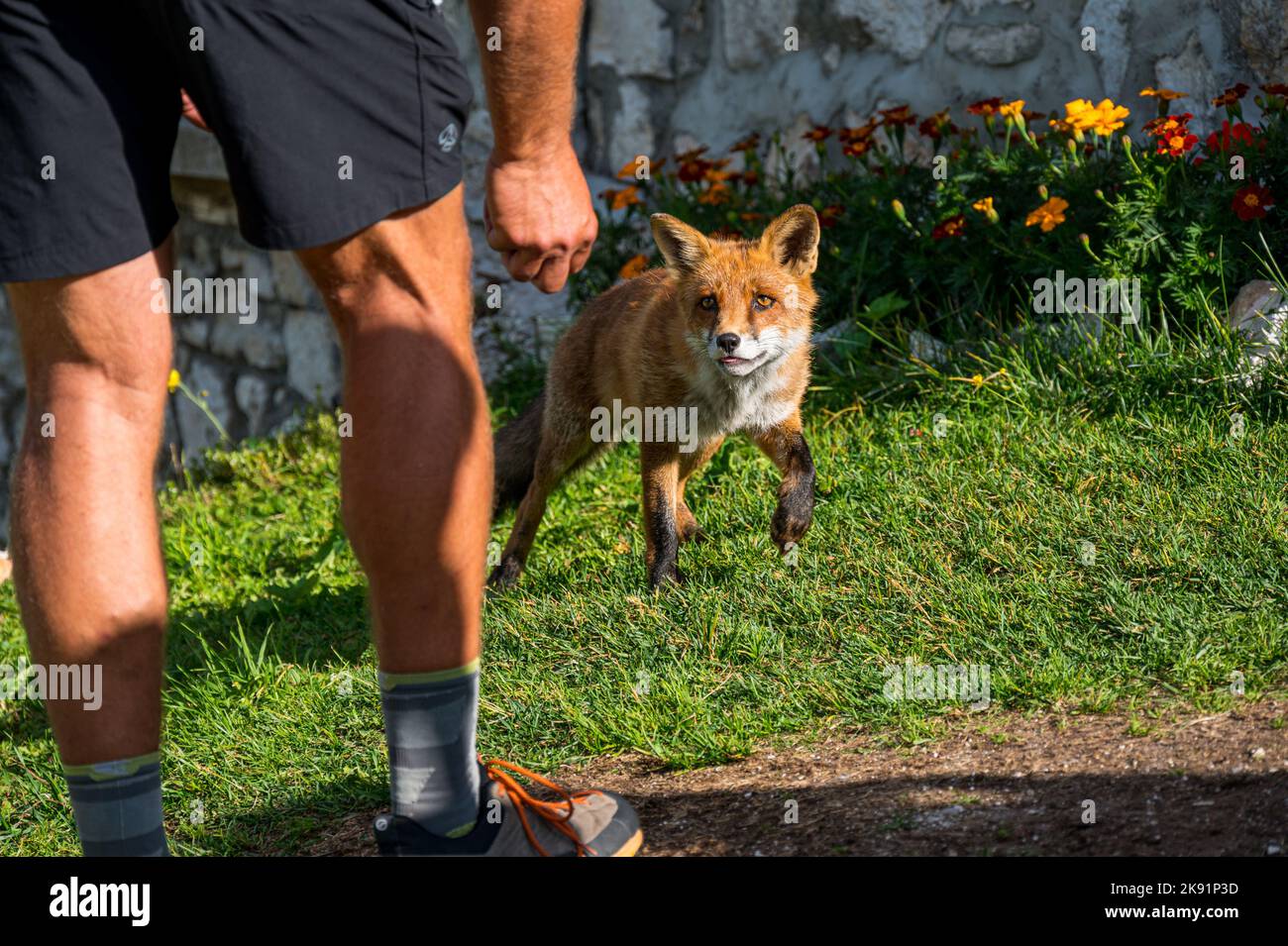 Red fox at cabin hi-res stock photography and images - Alamy