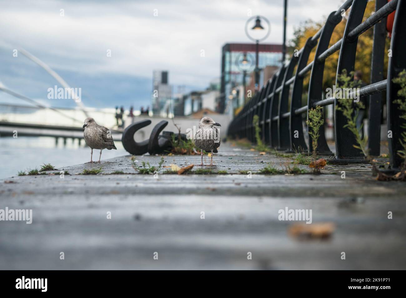 Dublin seagulls hi-res stock photography and images - Alamy