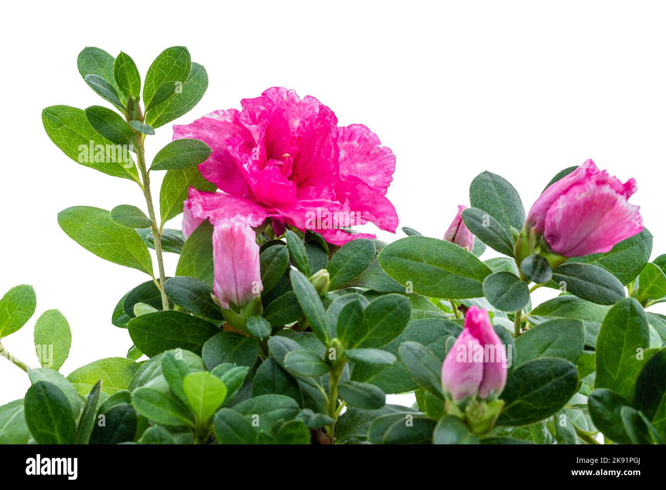 Beautiful pink blooming azalea in pot isolated on white Stock Photo - Alamy