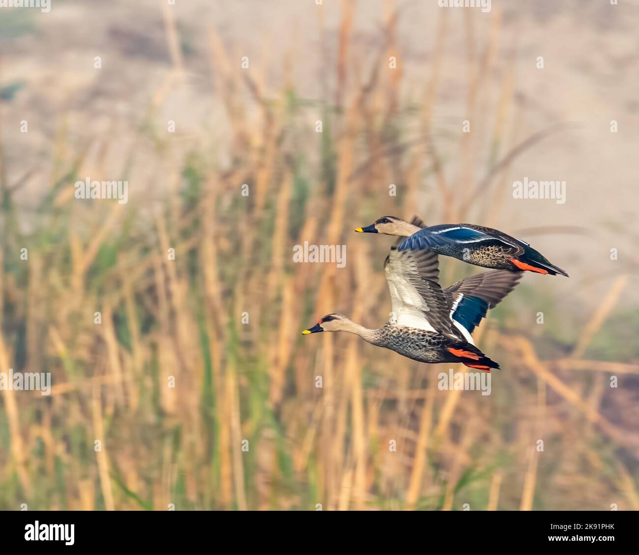 A pair of Spotted Bill Ducks in flight Stock Photo - Alamy