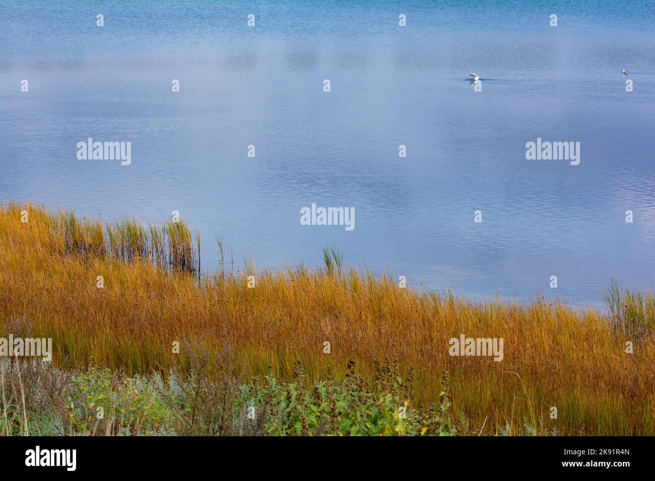 Water bottom grasses hi-res stock photography and images - Alamy