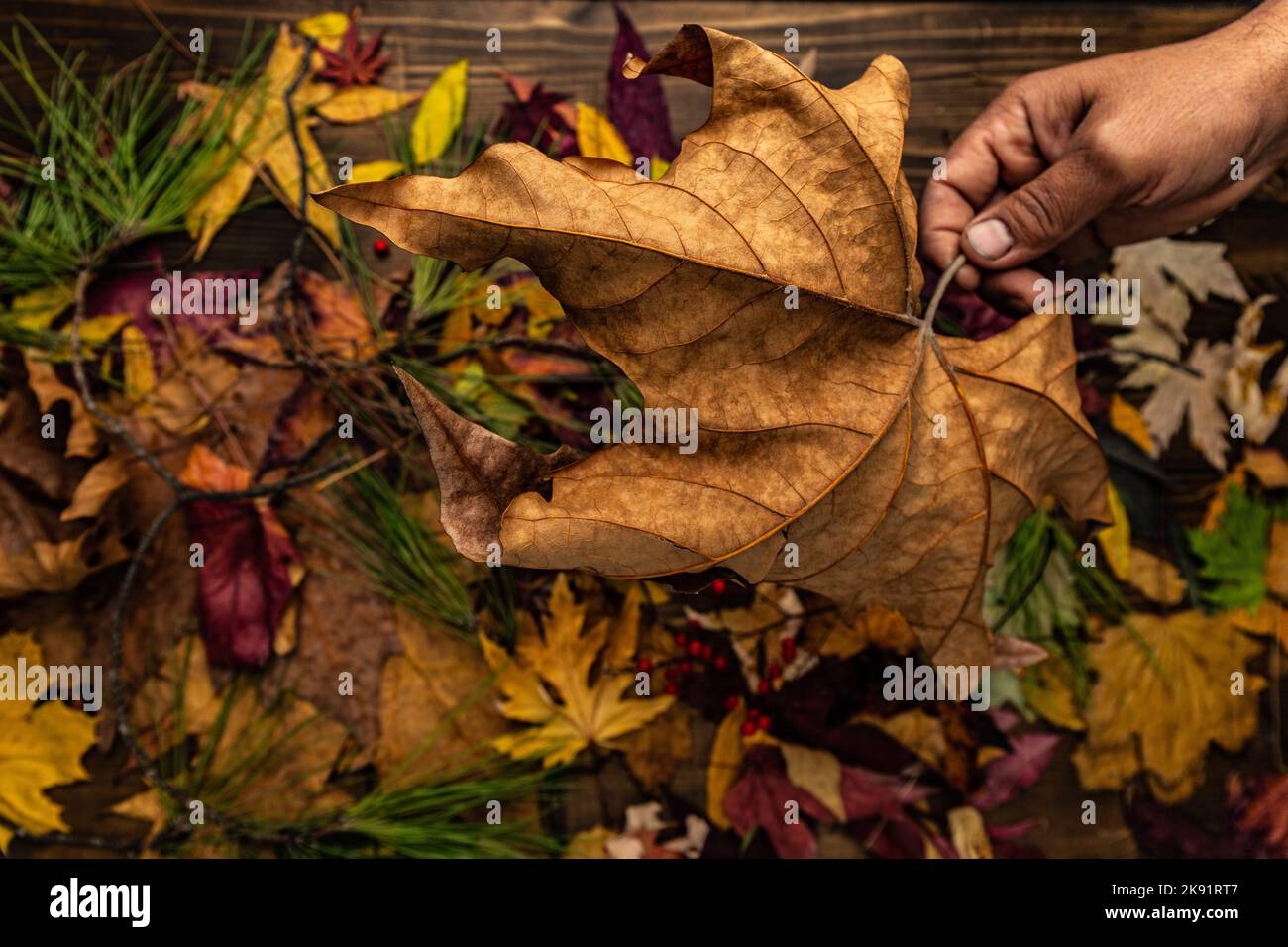 dried maple leaves autumn concept Stock Photo - Alamy