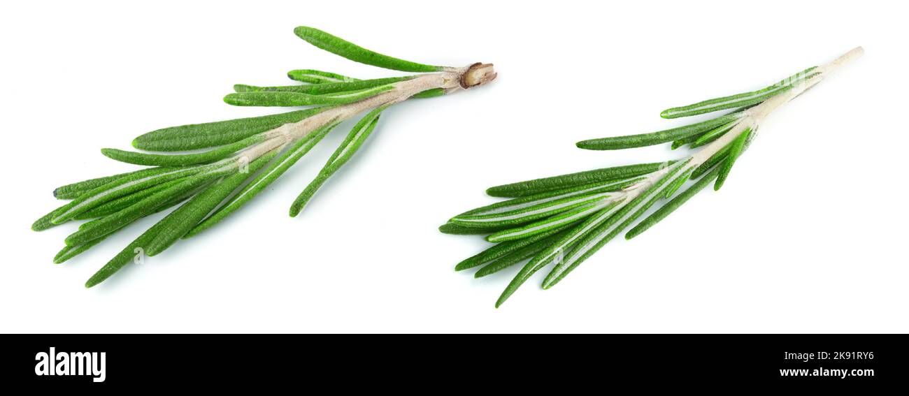 Fresh green rosemary isolated on a white background. Top view Stock ...