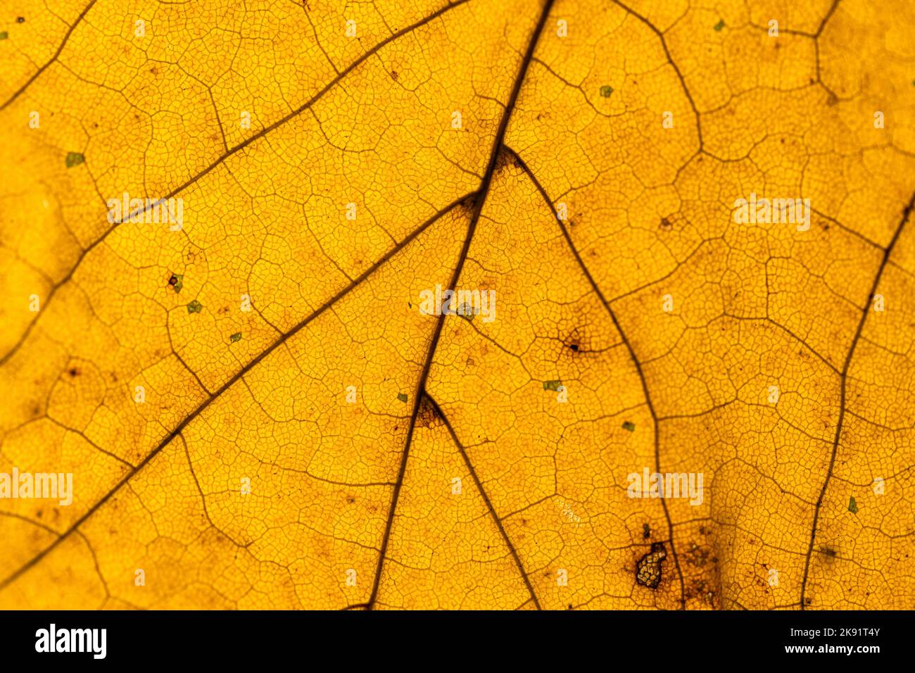Details of a maple leave, Macro maple leaf Stock Photo - Alamy