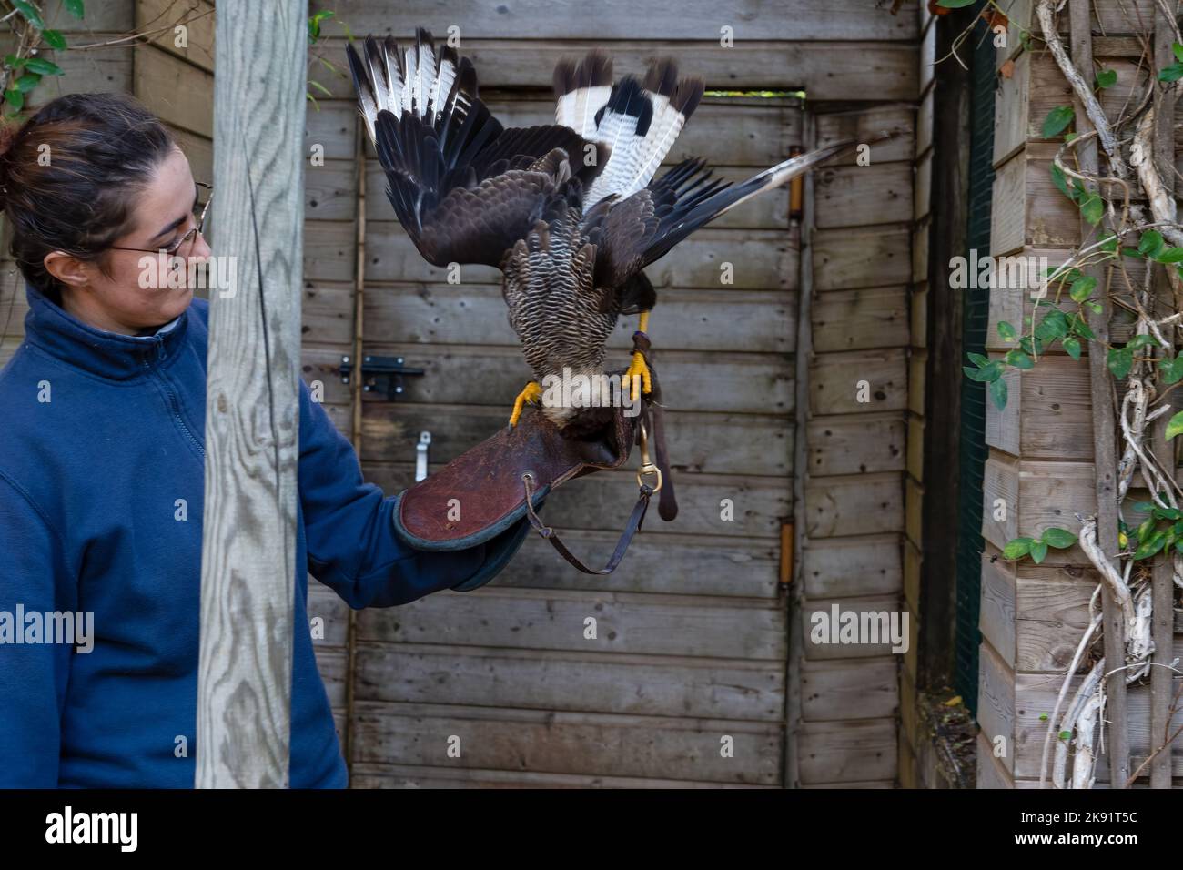 a crested Caracara raptor feeding from the handlers glove Stock Photo ...