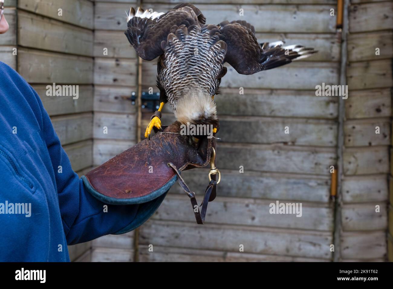 a crested Caracara raptor feeding from the handlers glove Stock Photo ...