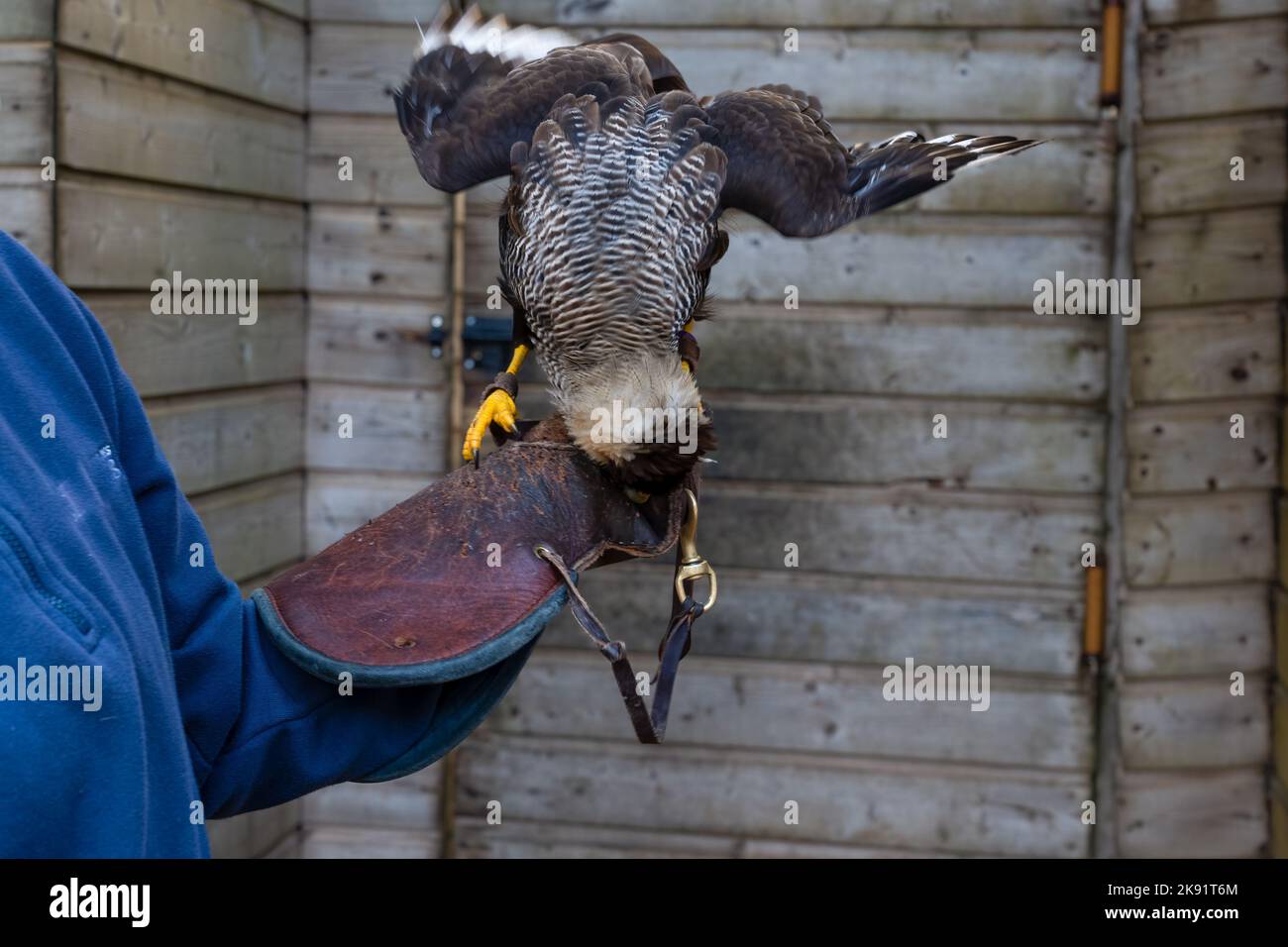 a crested Caracara raptor feeding from the handlers glove Stock Photo ...