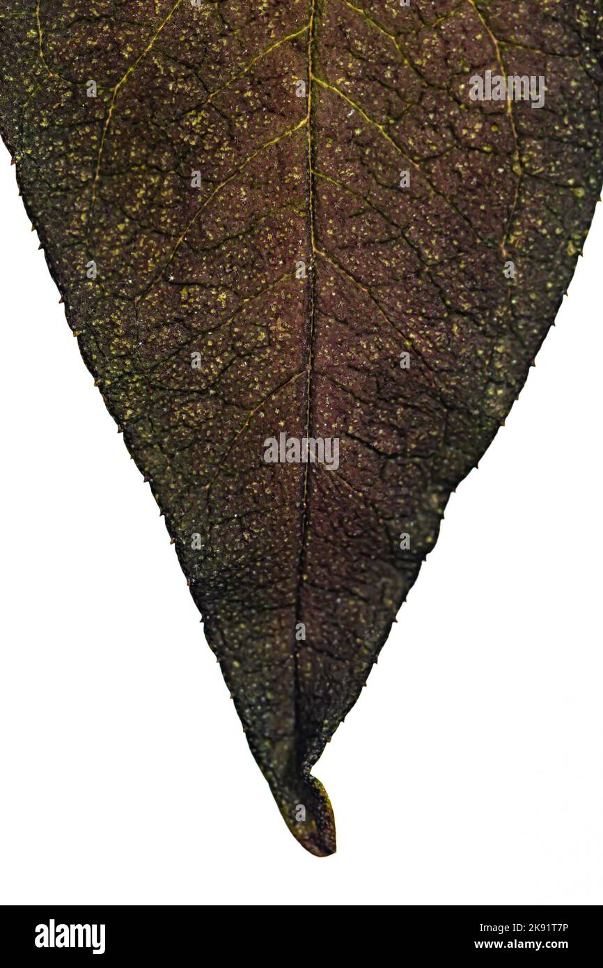 Close up of rotting leaf hi-res stock photography and images - Alamy