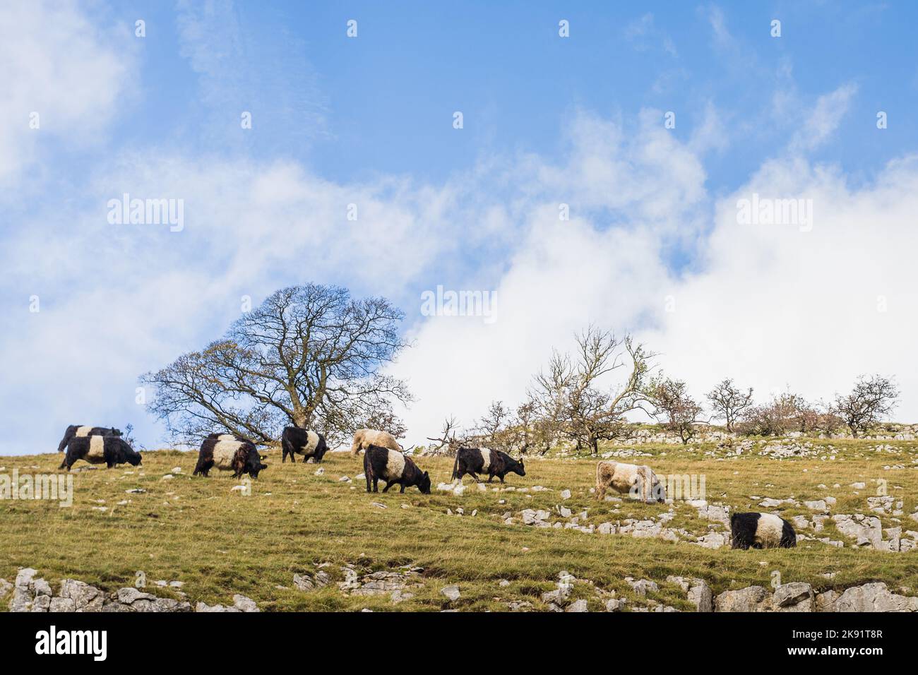 Looking up a steep hillside at cows grazing between the exposed ...