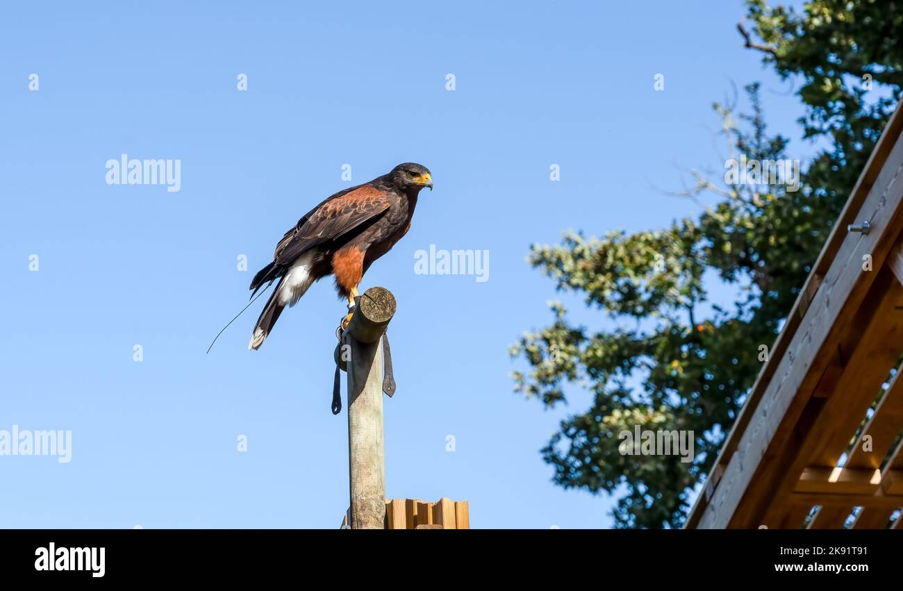a Harris Hawk (Parabuteo unicinctus) sitting on a high wooden perch ...