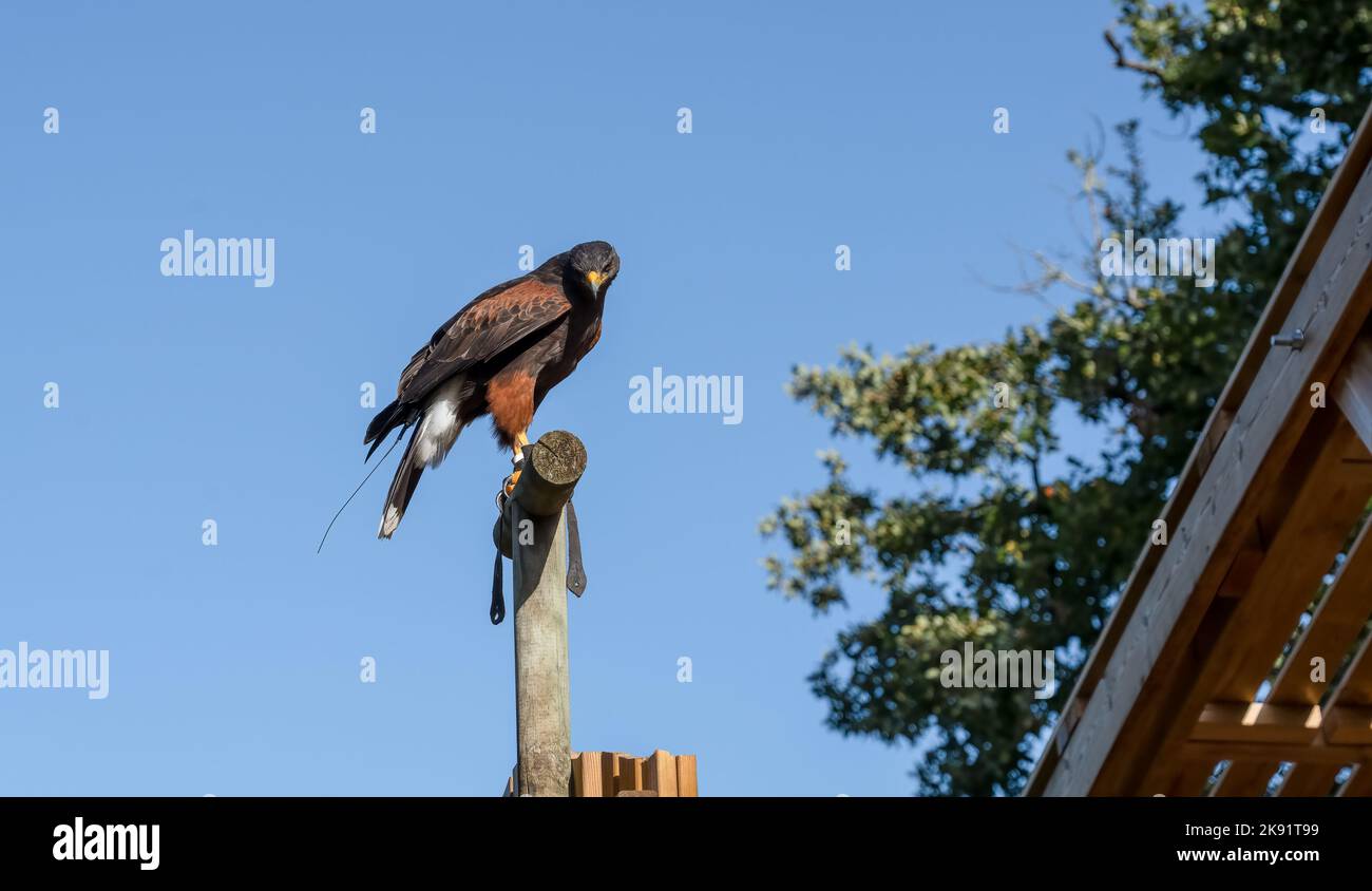 a Harris Hawk (Parabuteo unicinctus) sitting on a high wooden perch ...
