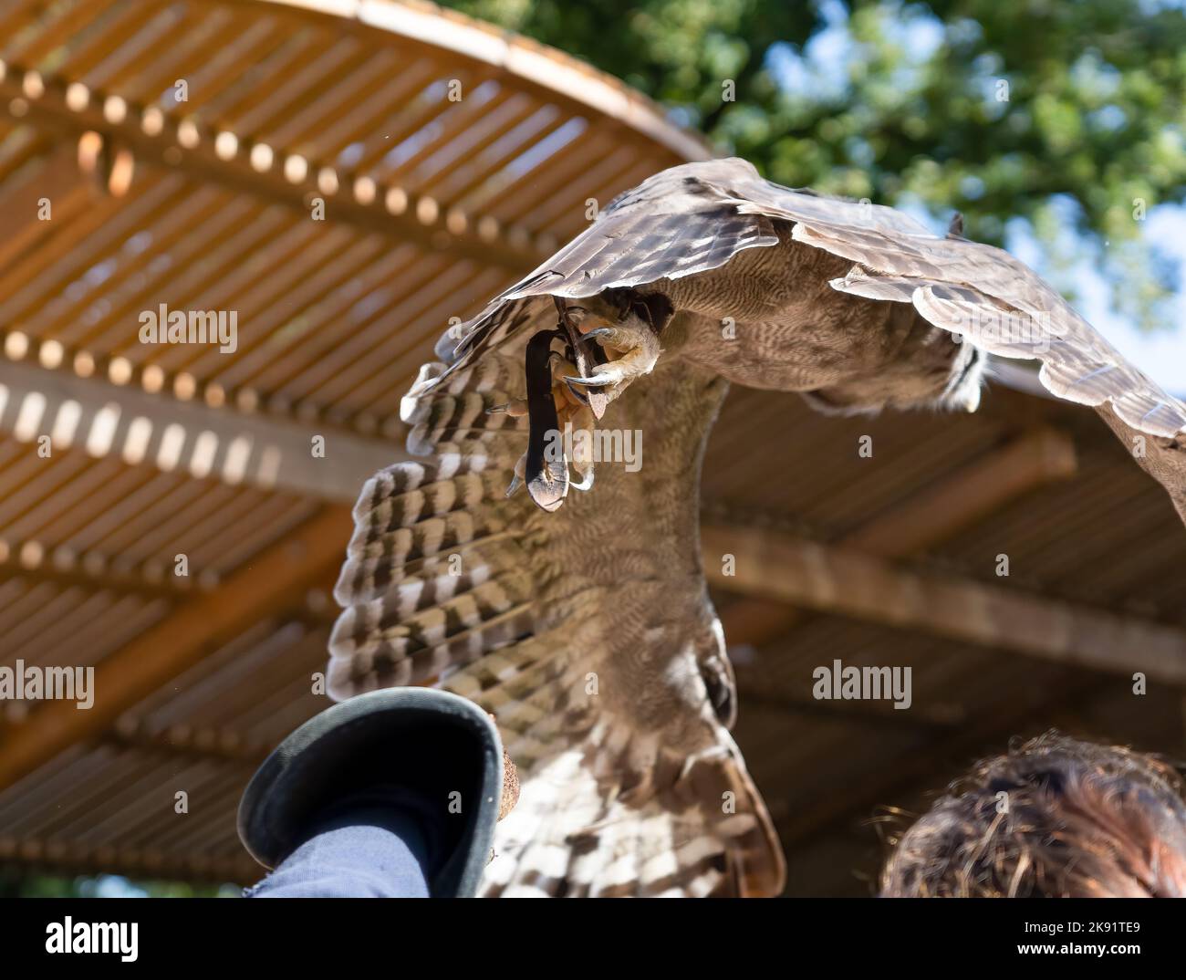 a Verreaux's eagle owl (Bubo lacteus) also known as the milky eagle owl ...