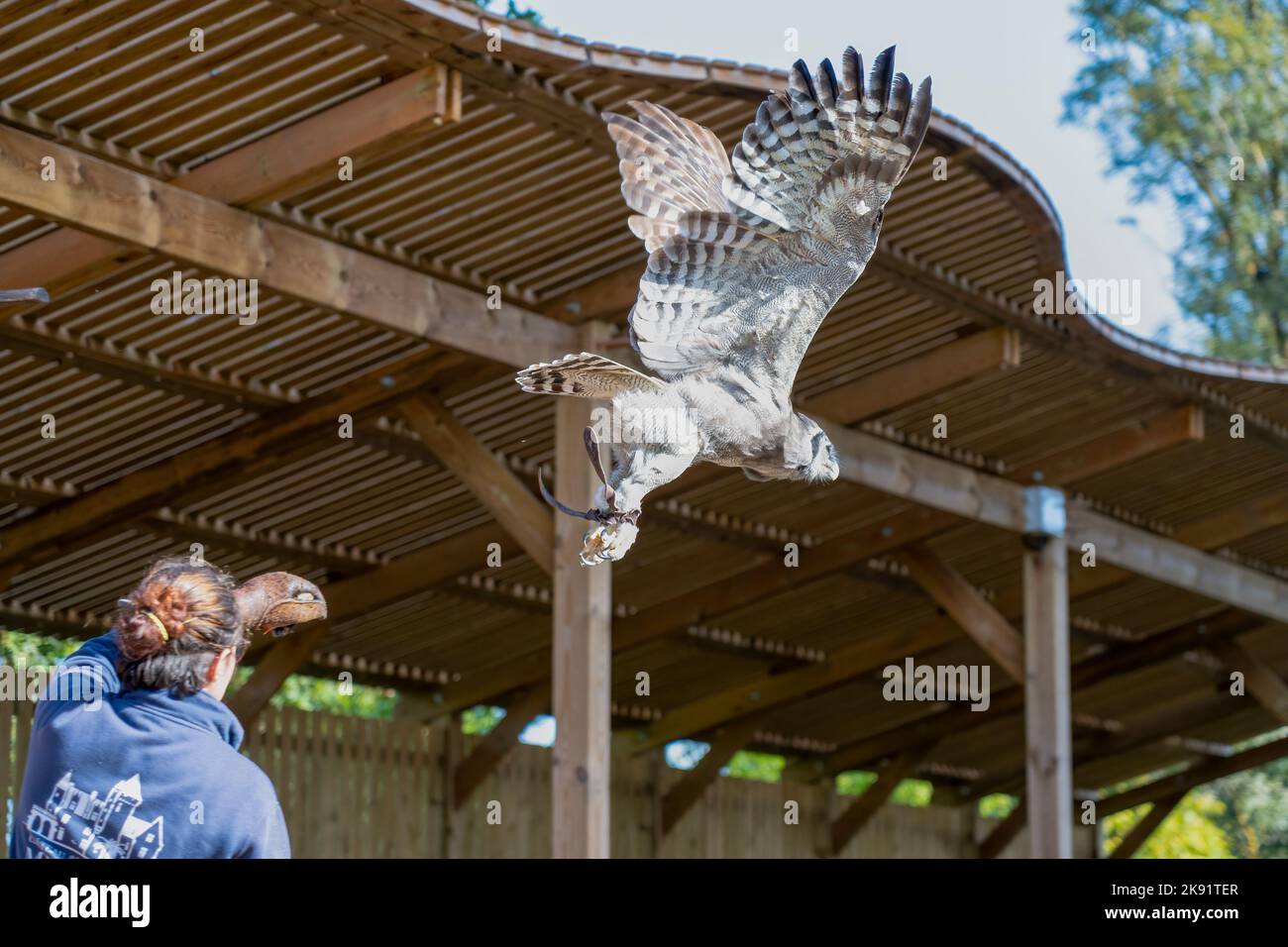 a Verreaux's eagle owl (Bubo lacteus) also known as the milky eagle owl ...