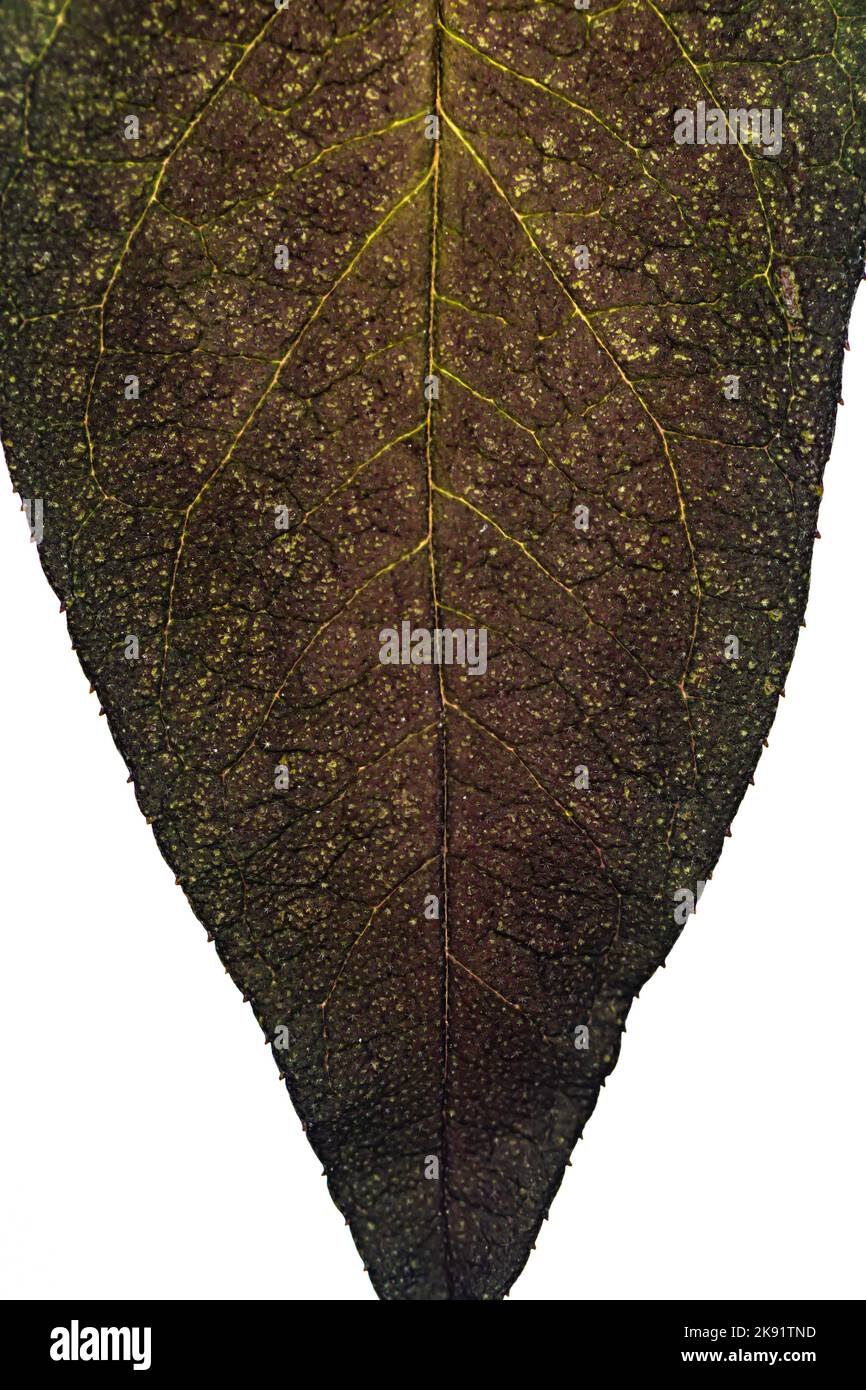 Close up of rotting leaf hi-res stock photography and images - Alamy