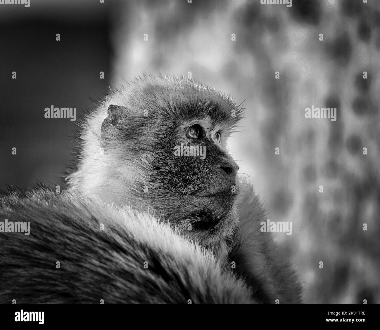 Funny macaque Black and White Stock Photos & Images - Alamy