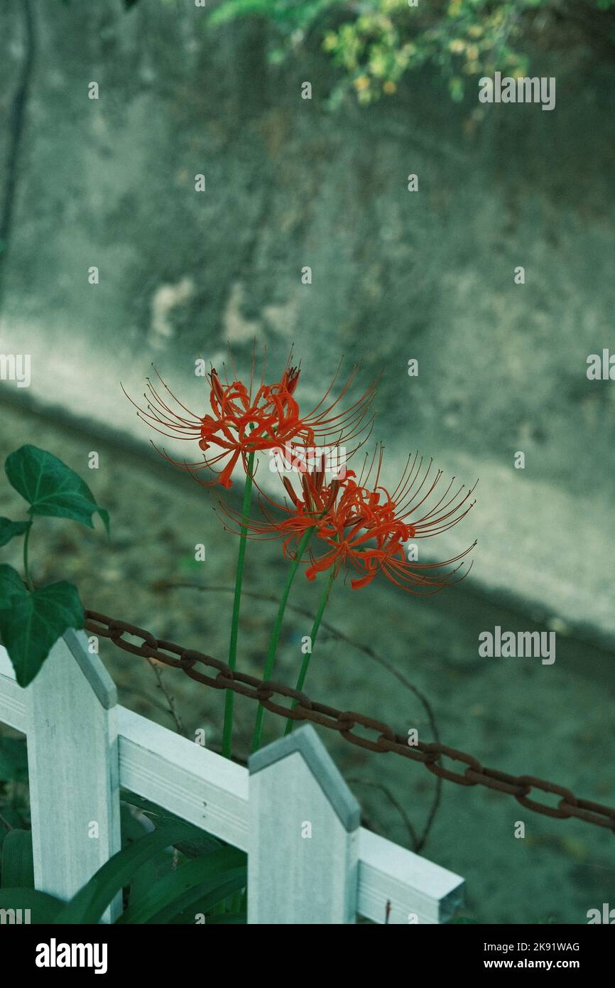 Blooming flowers of red spider lily (Lycoris radiata) in the garden ...