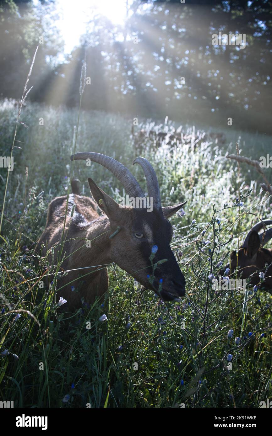 Colorful noble goats hi-res stock photography and images - Alamy