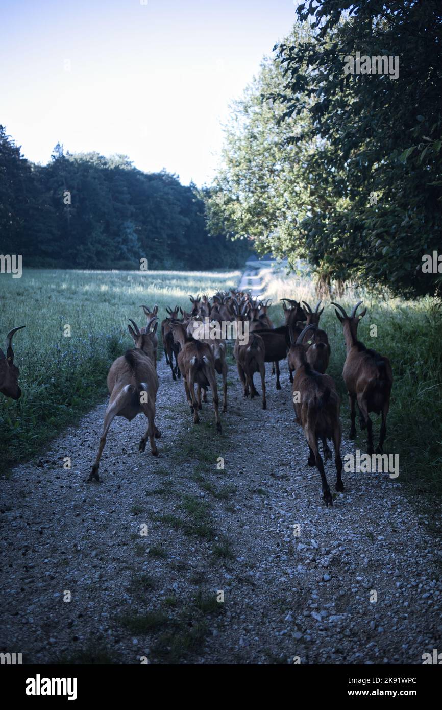 A vertical rear view of colorful german noble goats in the pasture ...