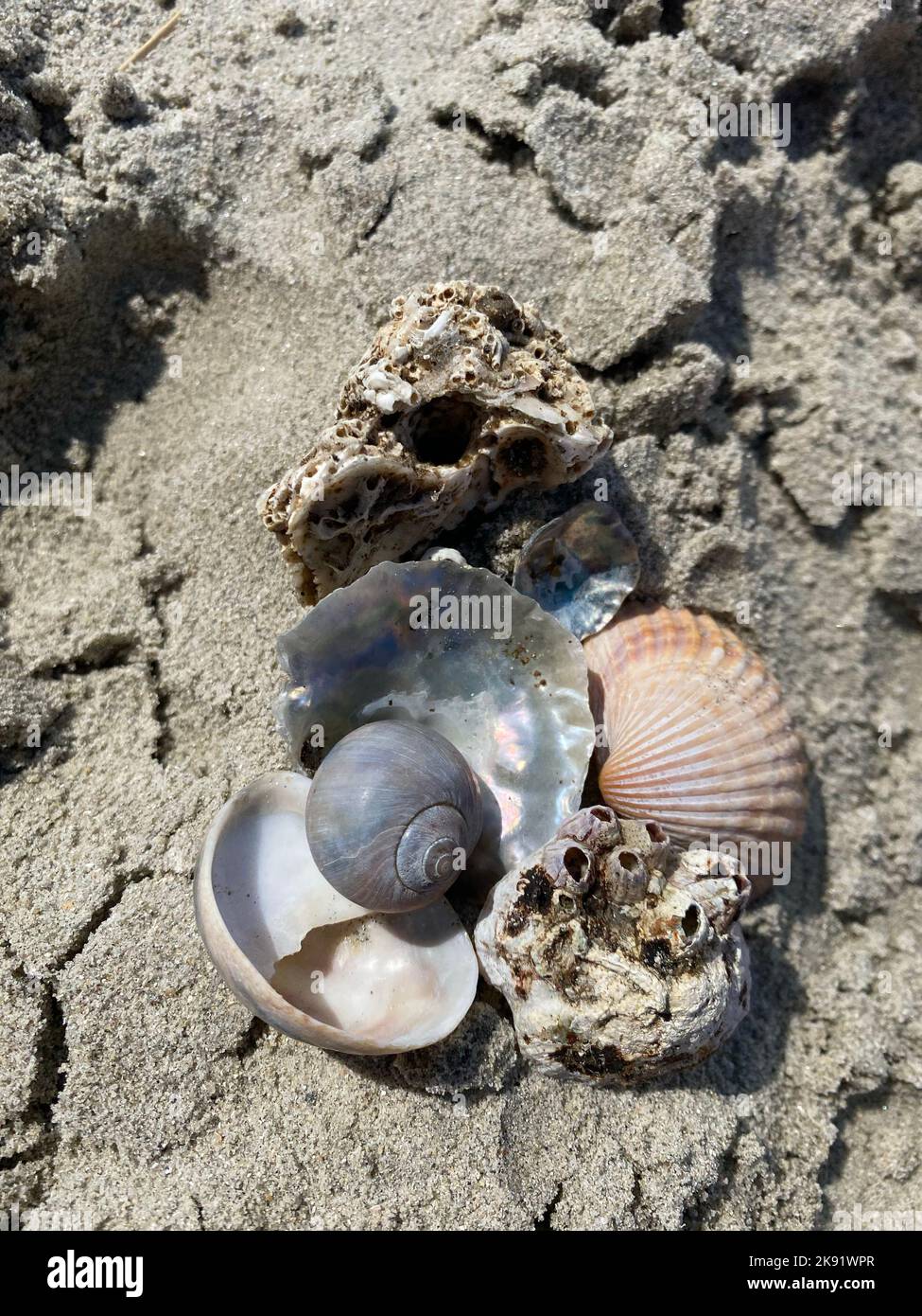 A top view of different kinds of shells on sandy beach Stock Photo - Alamy